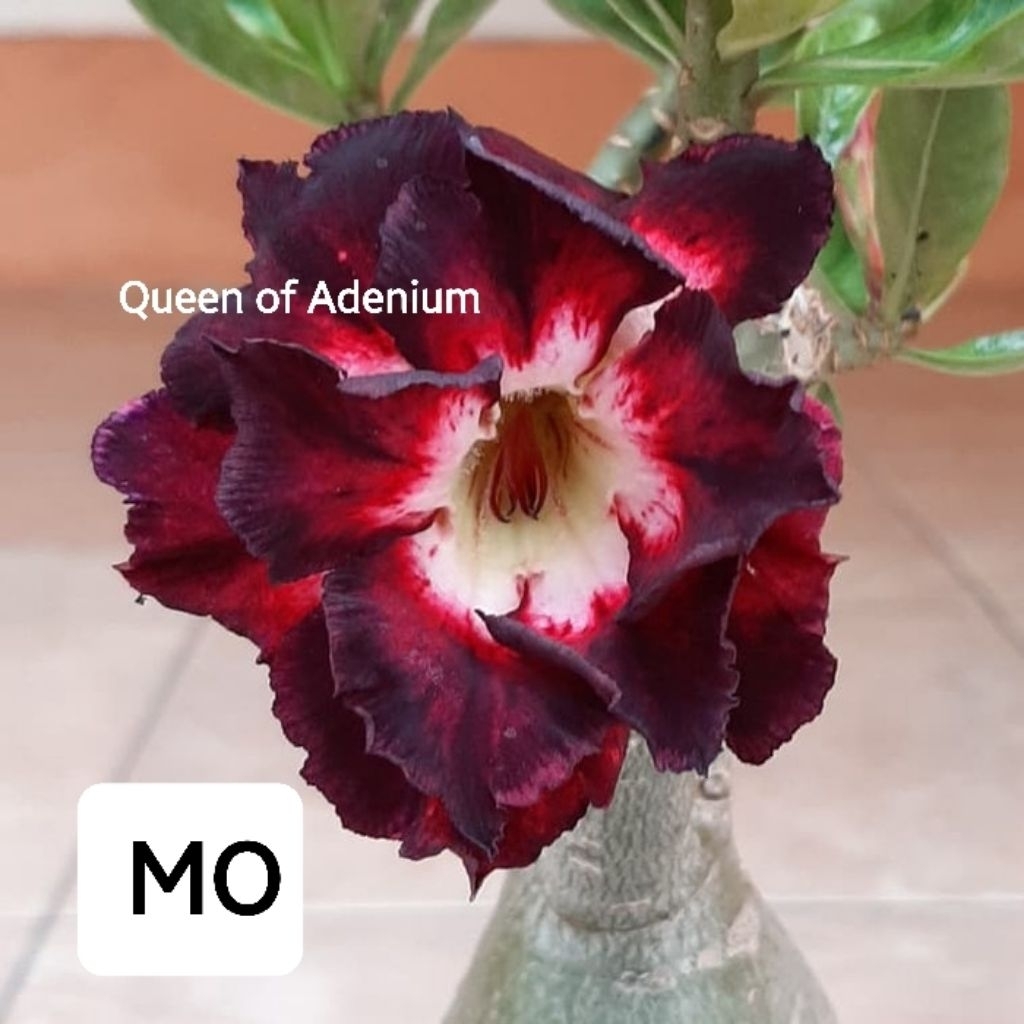 Jual Adenium Tumpuk kamboja Jenis MO SIZE A ( Bunga akan sesuai Dengan ...