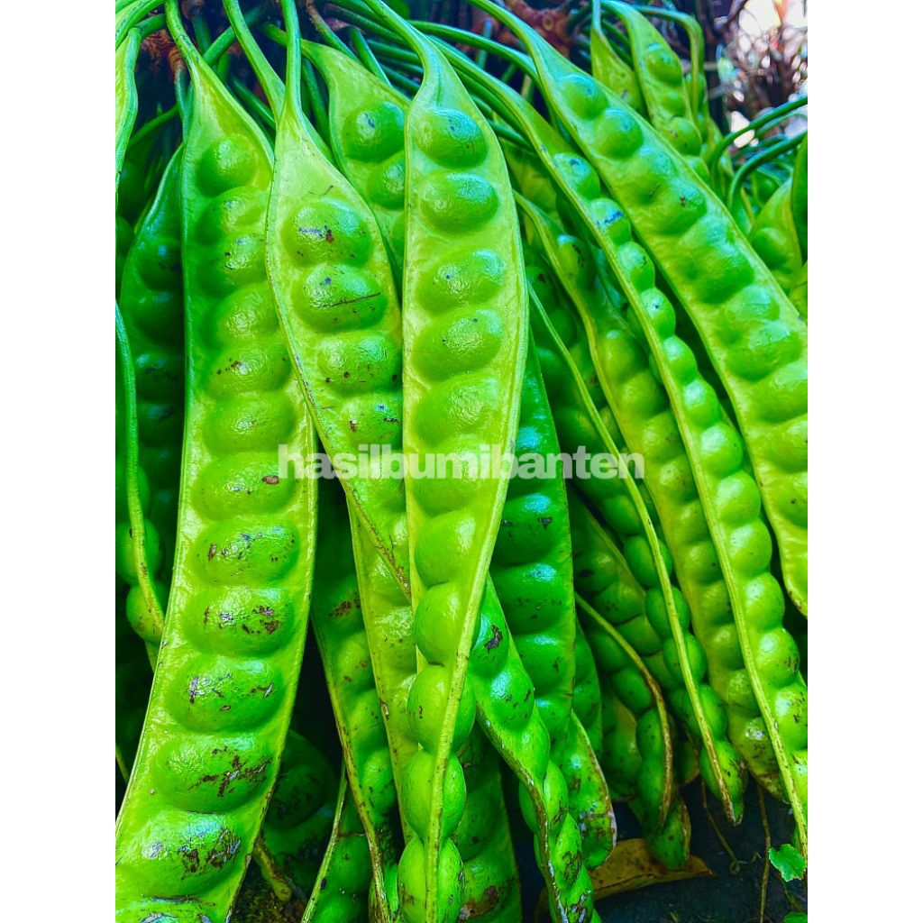 Jual PETE/PETAI PADI 10 PAPAN LONJOR TUA SUPER PILIHAN KUALITAS TERBAIK ...
