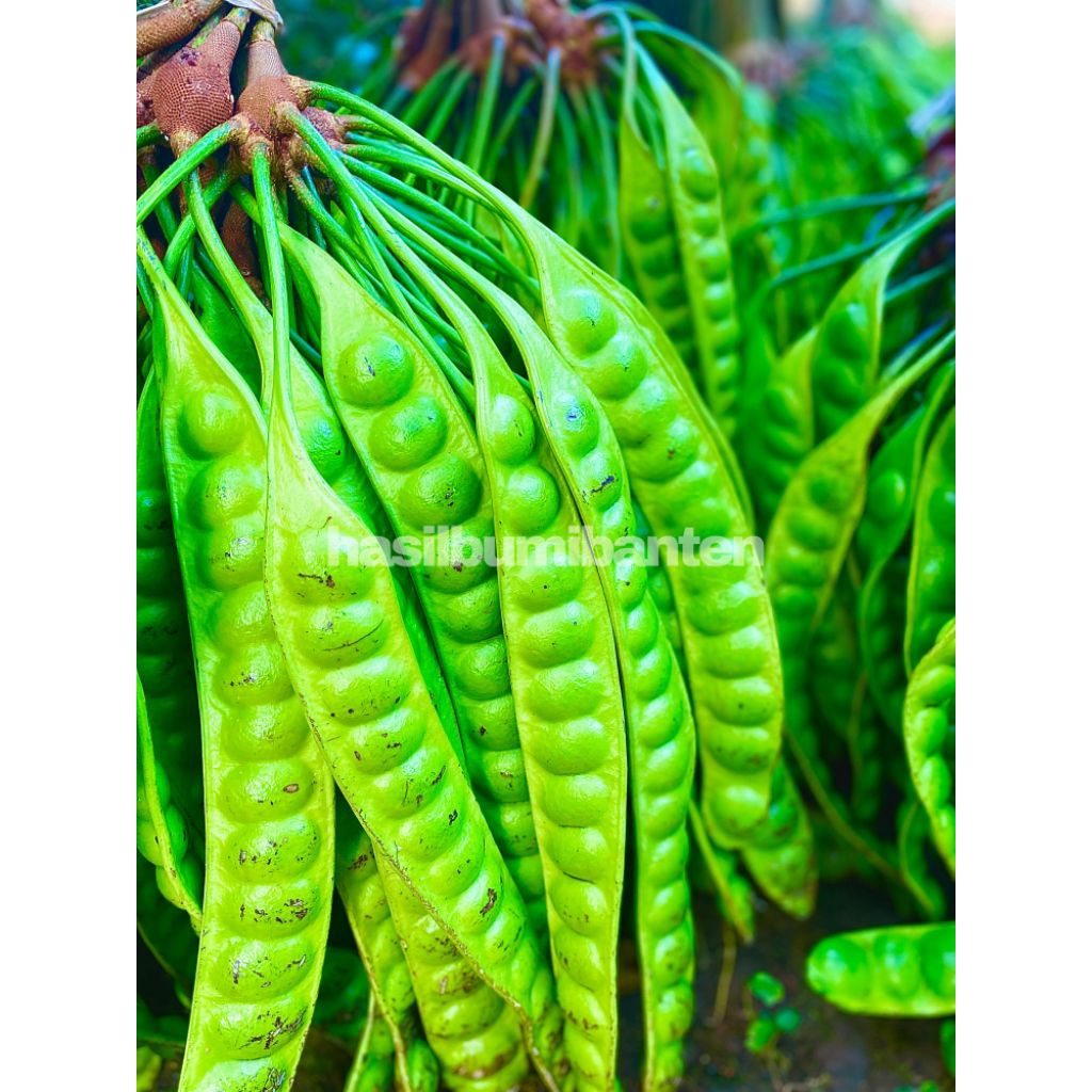 Jual PETE/PETAI PADI PENDEK 10 PAPAN LONJOR TUA SUPER | Shopee Indonesia