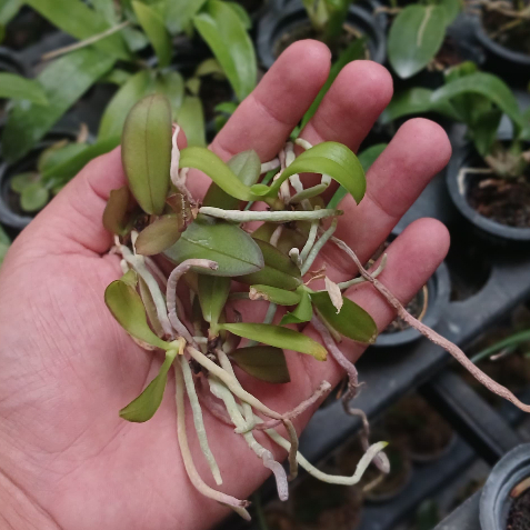 Jual Planlet anggrek pasca aklim random 12.000 dpt 6 | Shopee Indonesia