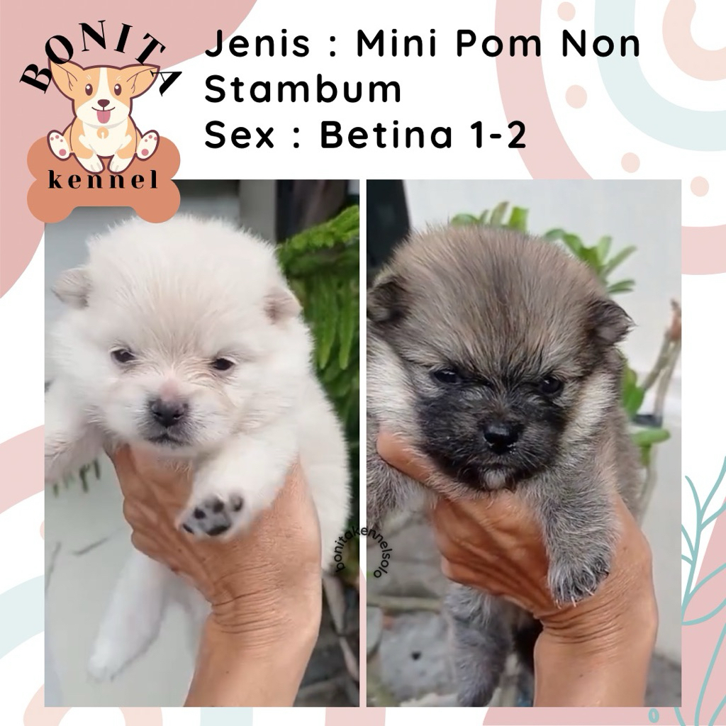 Jual Mini Pom Non Stambum Jantan Betina Anak Anjing Minipom Putih ...
