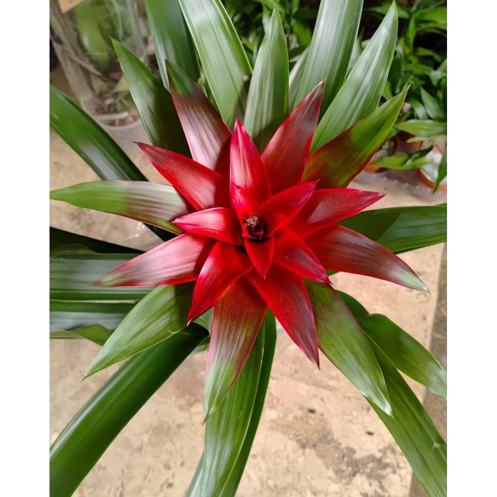 Jual Tanaman hias bromelia guzmania - tanaman bromelia merah - tanaman ...
