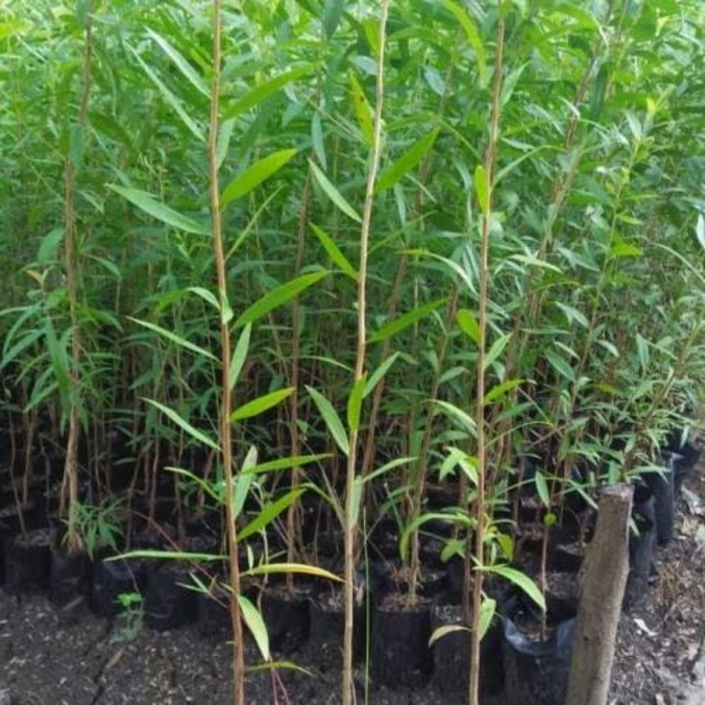 Jual bibit tanaman herbal kayu putih siap tanam | Shopee Indonesia