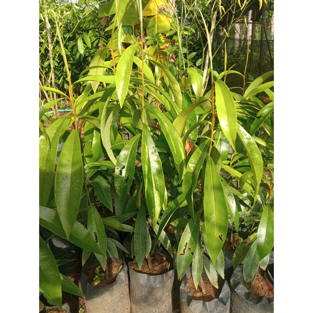 Jual Bibit Tanaman Kayu Eboni/Ebony - Harga Murah - Kualitas Unggul ...