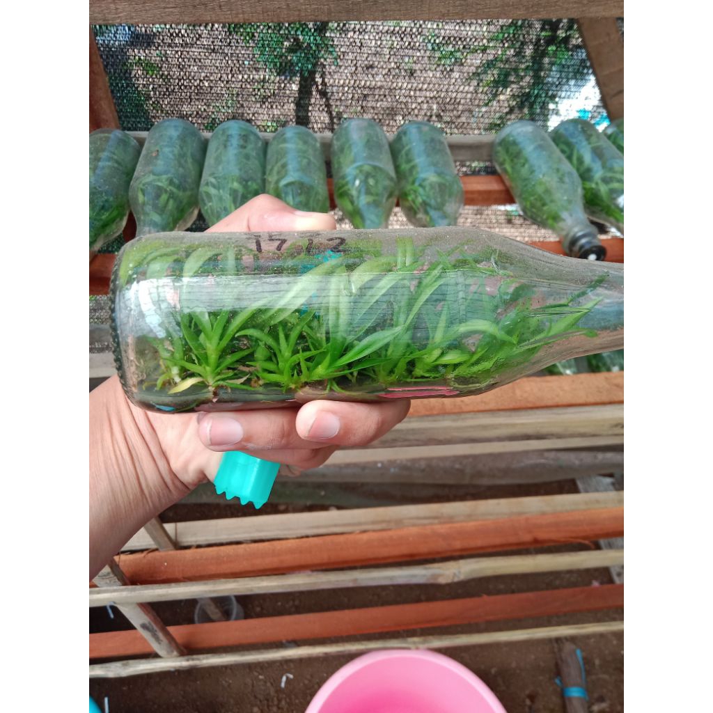 Jual Bibit botol anggrek liniale blue ori | Shopee Indonesia