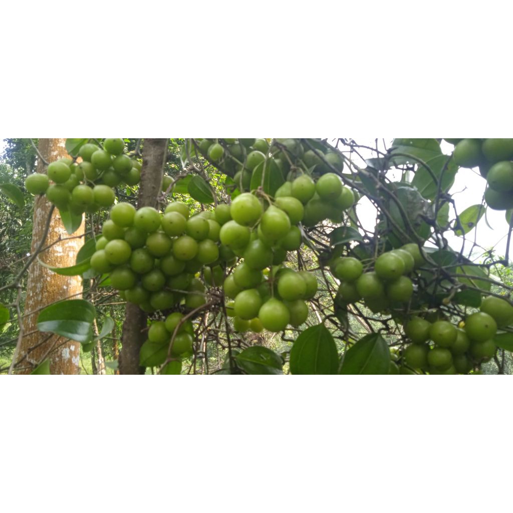 Jual buah canar segar / anggur hutan bahan Manisan dipetik lasung dari ...