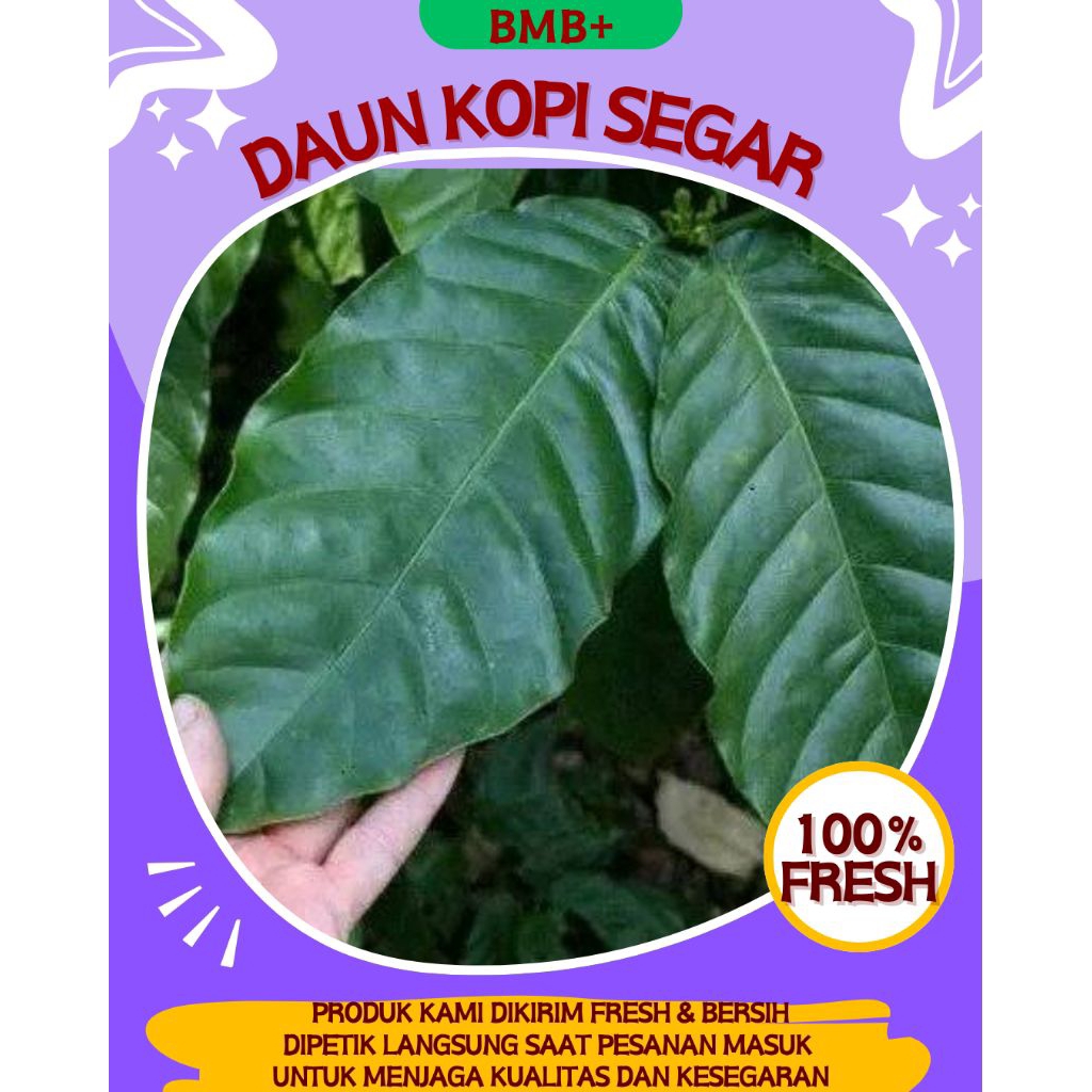 Jual BMB+ Daun Kopi Segar 250gr / Daun Kopi Kawa / Kopi Kawa Daun ...