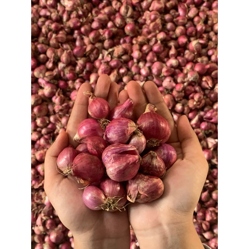 Jual 1 Kg Super Bawang Merah Tanggung Besar | Shopee Indonesia