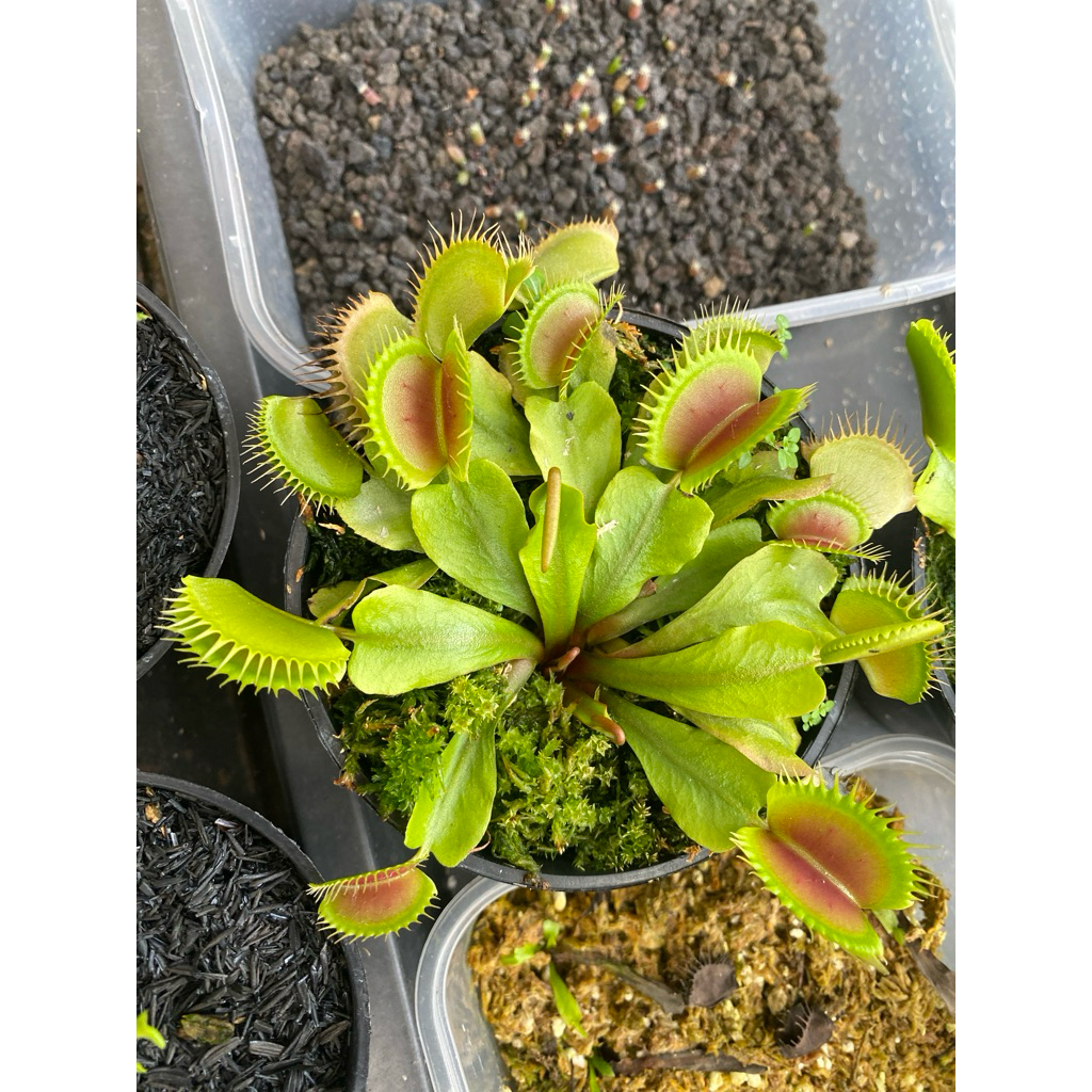 Jual venus flytrap jumbo | Shopee Indonesia