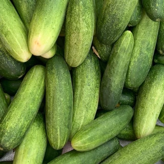 Jual Timun 1 Kg Terlengkap & Harga Terbaru September 2025 | Shopee ...