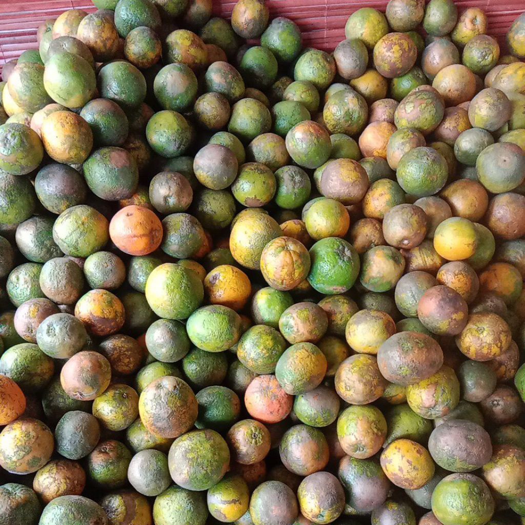 Jual Jeruk Baby Java Malang Kuning/Hijau Bercorak Fresh 1Kg (size Mix ...