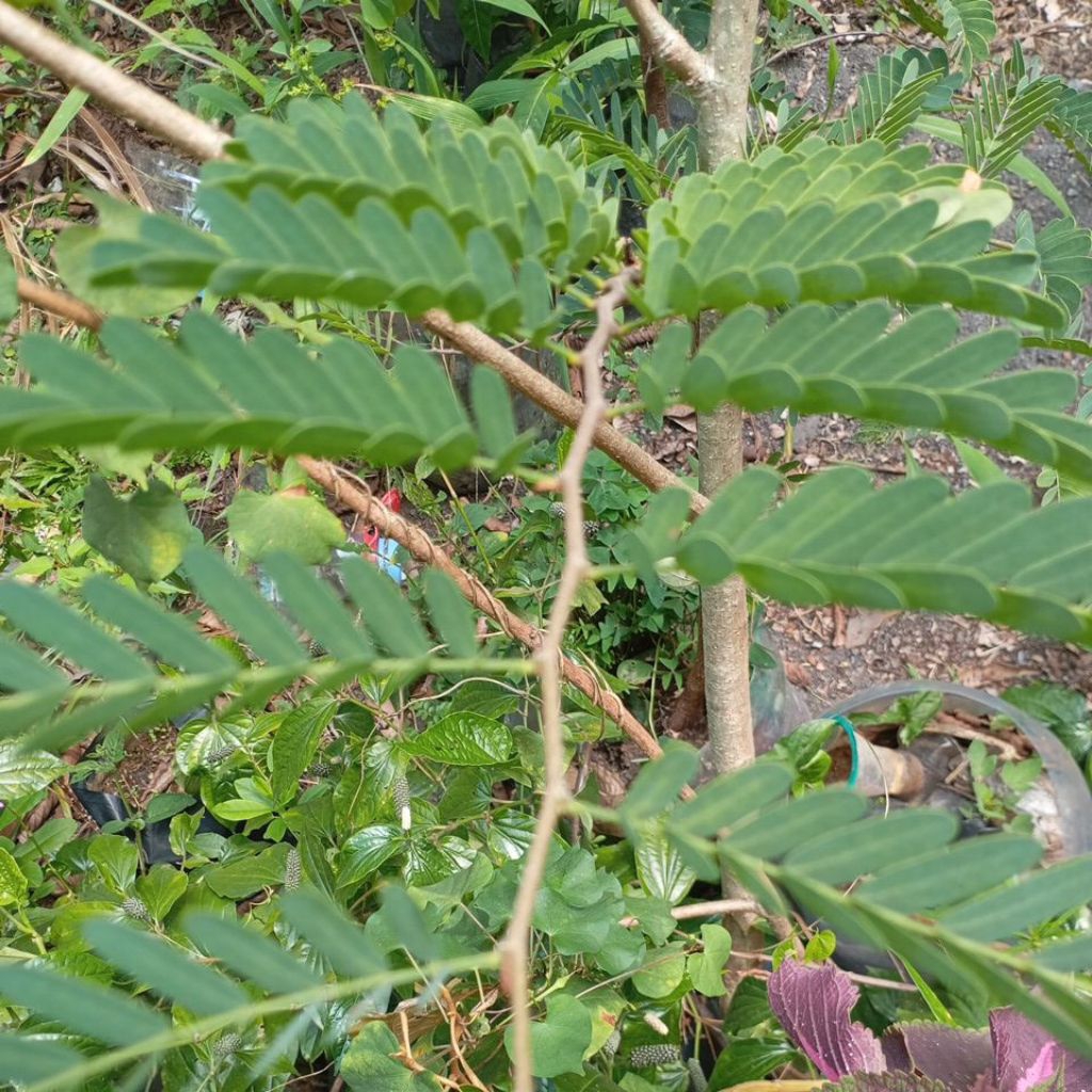 Jual Daun Asam Jawa Kranji / Sinom petik segar perikat | Shopee Indonesia