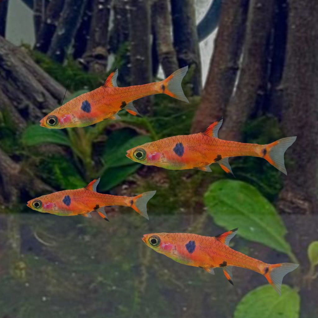 Jual rasbora maculata, beli 5 gratis 1 bergaransi dan freepacking ...