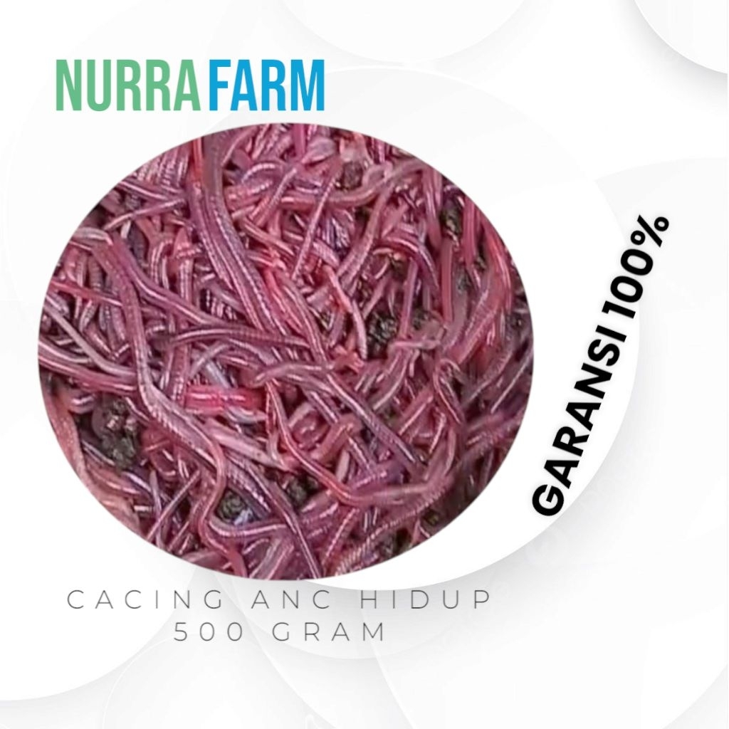 Jual Cacing Tanah ANC Hidup Untuk Pakan Dan Mancing 500 Gram | Shopee ...