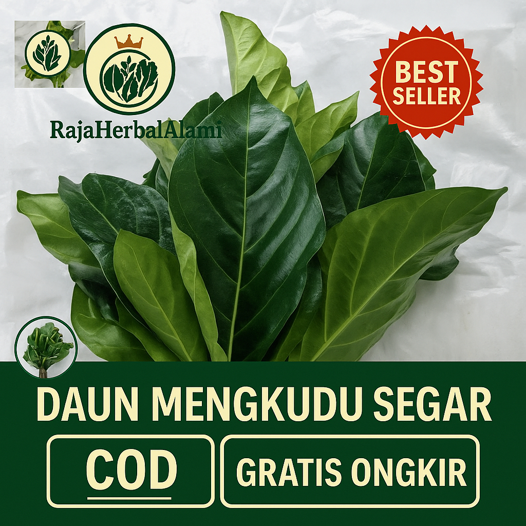 Jual Daun Mengkudu Segar - Daun Face Muda Segar 50 LEMBAR Di Petik ...
