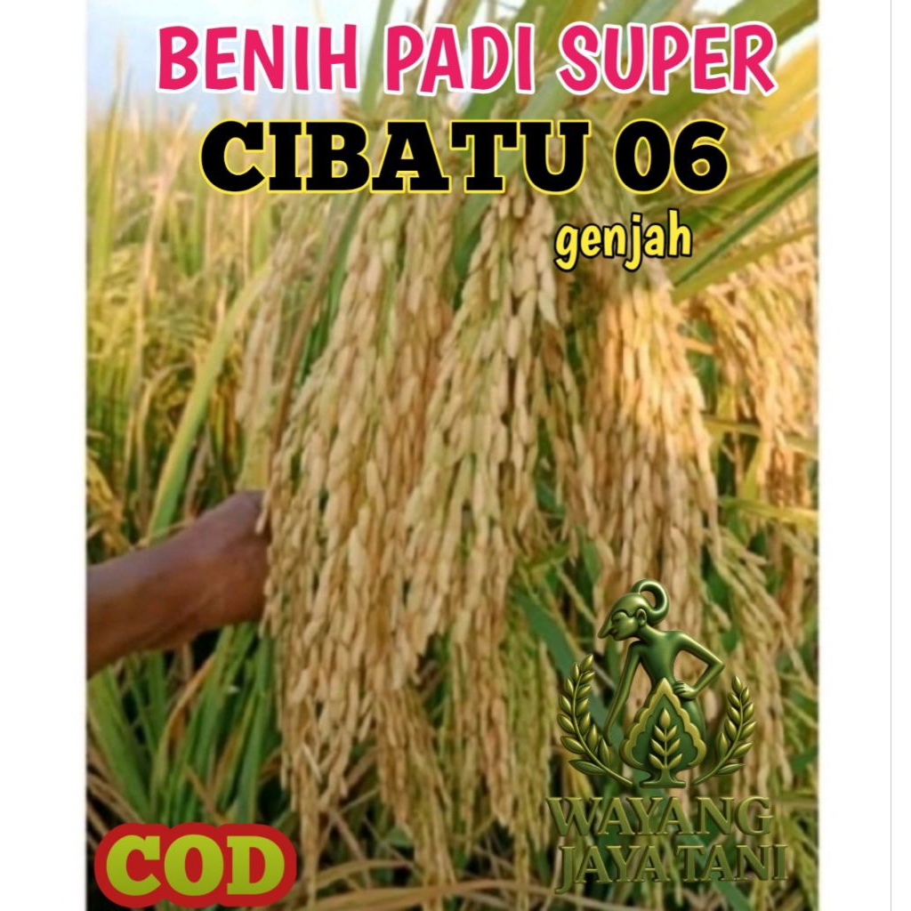 Jual BENIH PADI UNGGUL CIBATU 06 SUPER 1KG | Shopee Indonesia