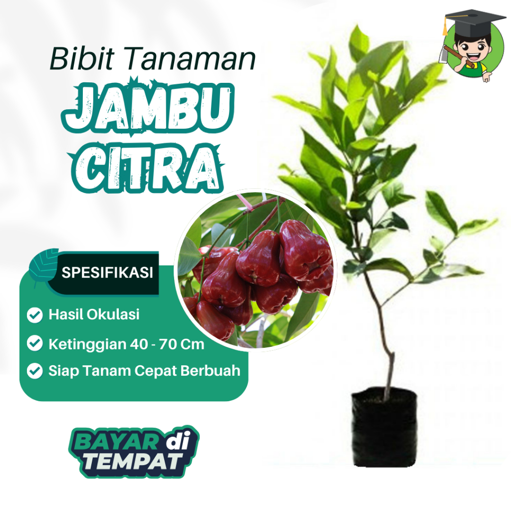 Jual Bibit Tanaman Jambu Air Citra Merah Super Manis Okulasi | Shopee ...