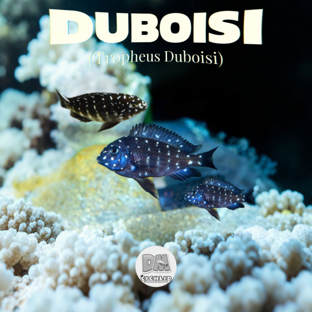 Jual Tropheus duboisi cichlid | Shopee Indonesia
