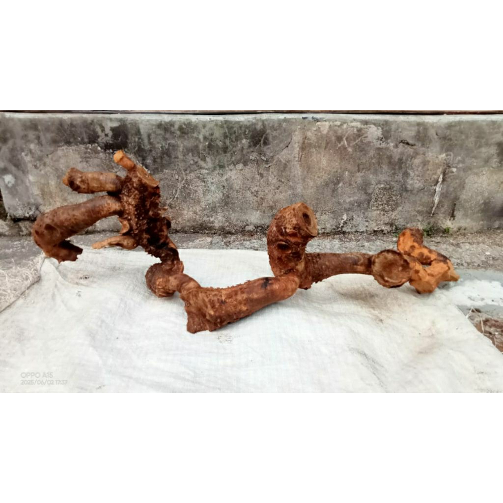 Jual Bongol bambu unik 100cm | Shopee Indonesia