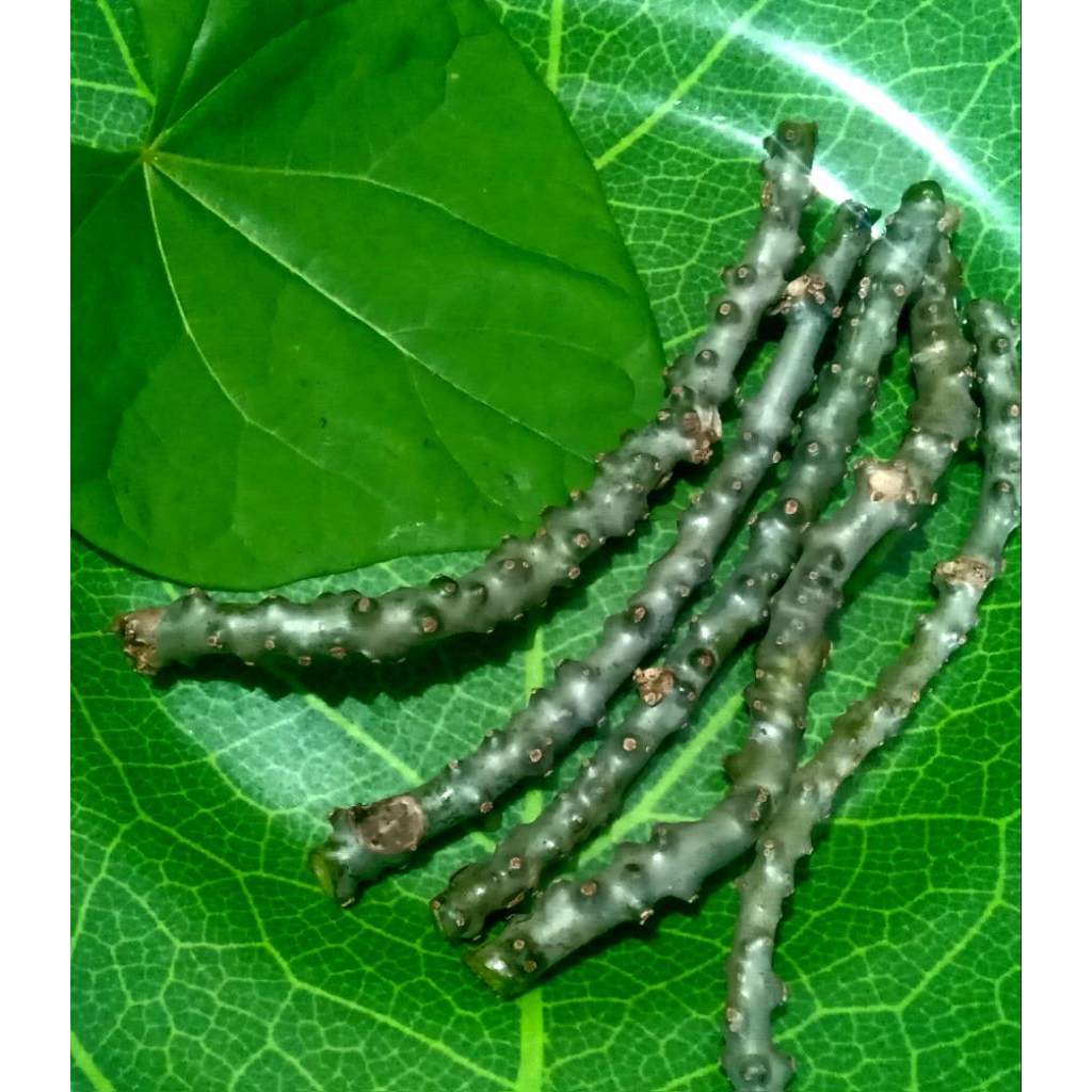 Jual Brotowali/Antawali herbal,segar Per 5 batang ukuran Perbatang ...