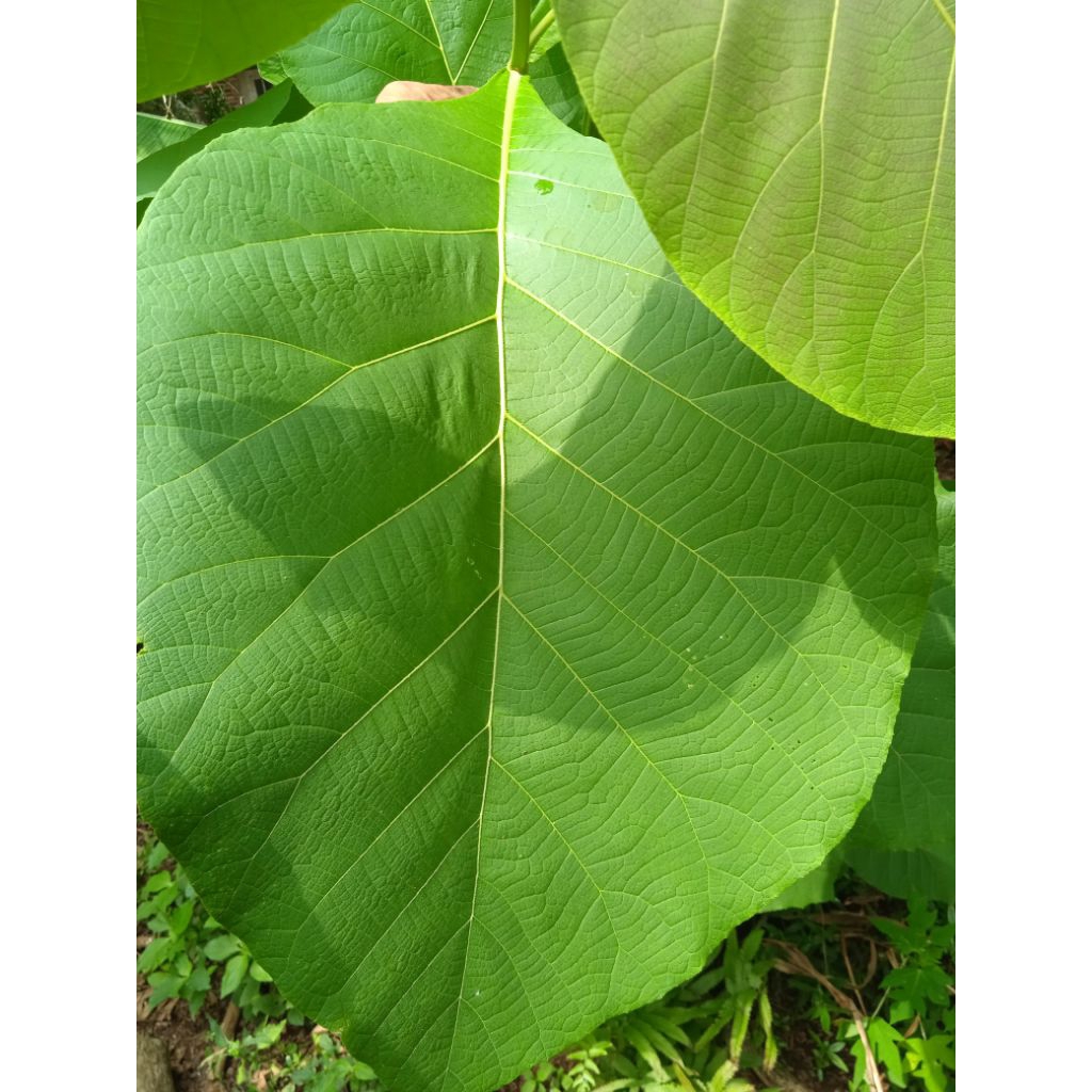 Jual Daun jati fress ukuran jumbo 1pcs dipetik saat orderan masuk ...