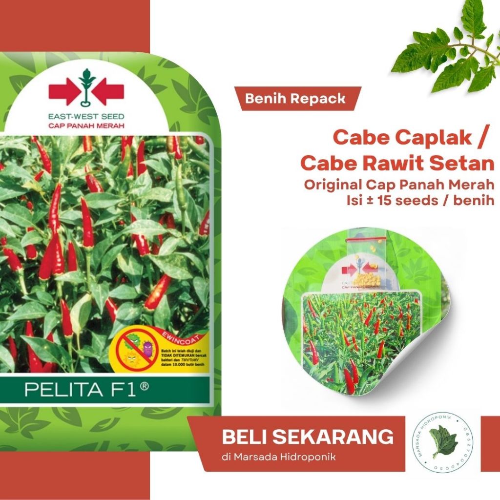 Jual Benih Bibit Cabe Rawit Setan / Cabe Japlak / Cabe Rawit Caplak ...