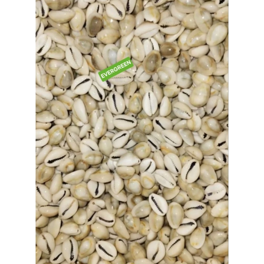 Jual Biji Kerang | Cangkang Kerang Buli Kopi Biji Congklak Kerang kuwuk ...