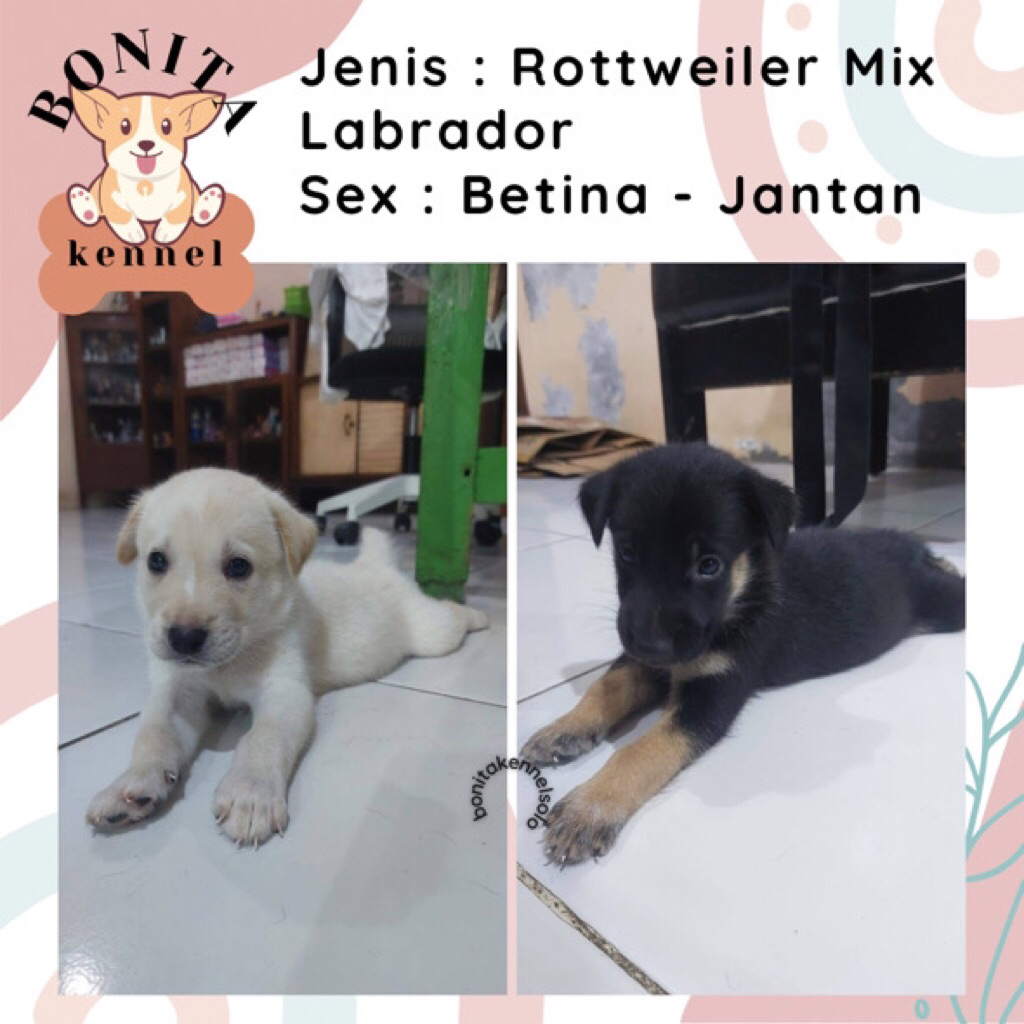 Jual Rottweiler Mix Labrador Anak Anjing Rottweiler Labrador Jantan ...