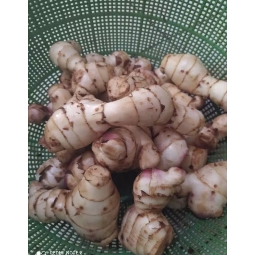 Jual UBI GANYONG MERAH SEGAR 1,KG | Shopee Indonesia