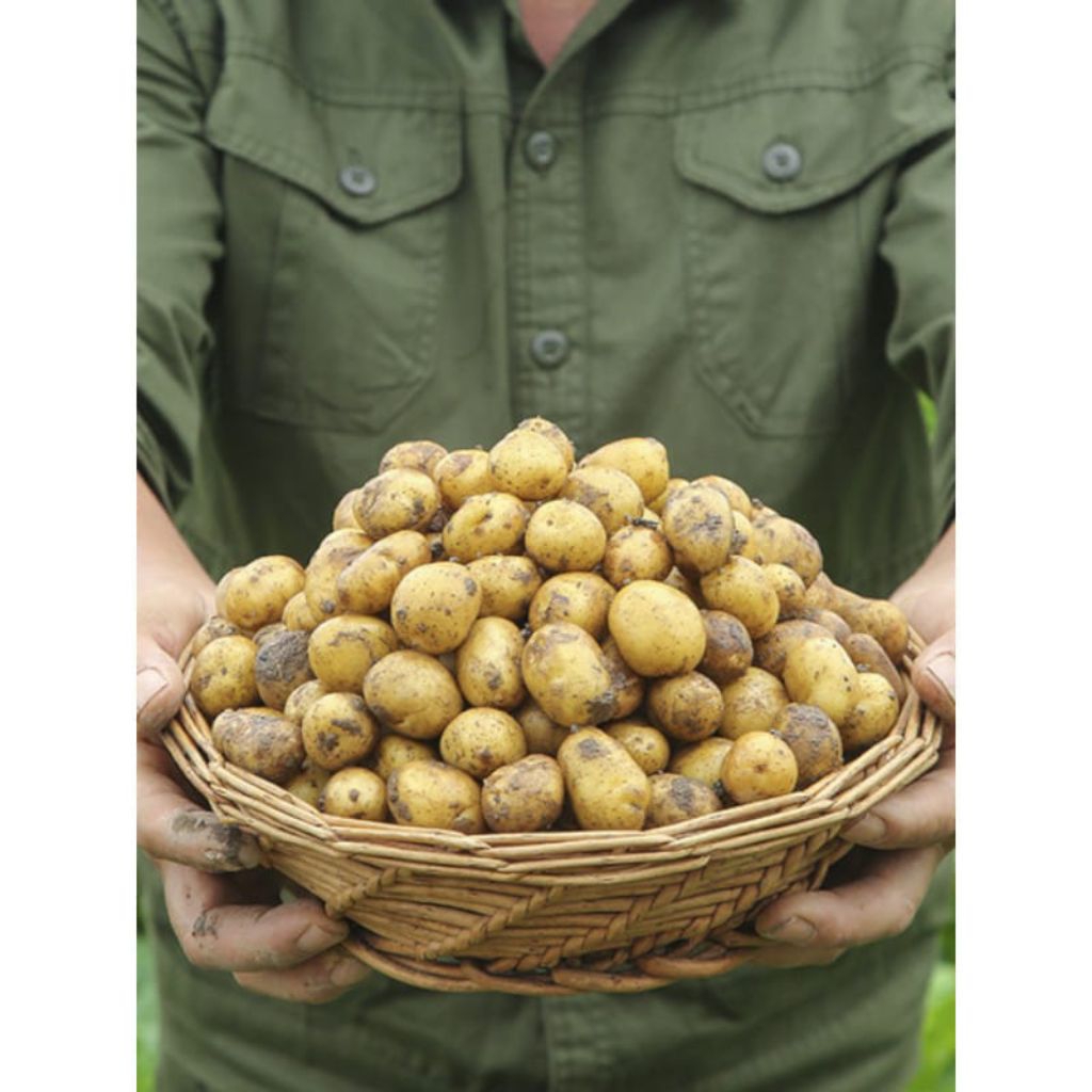 Jual kentang dieng ukuran mini 1 kg | isi lebih banyak | potato rendang ...