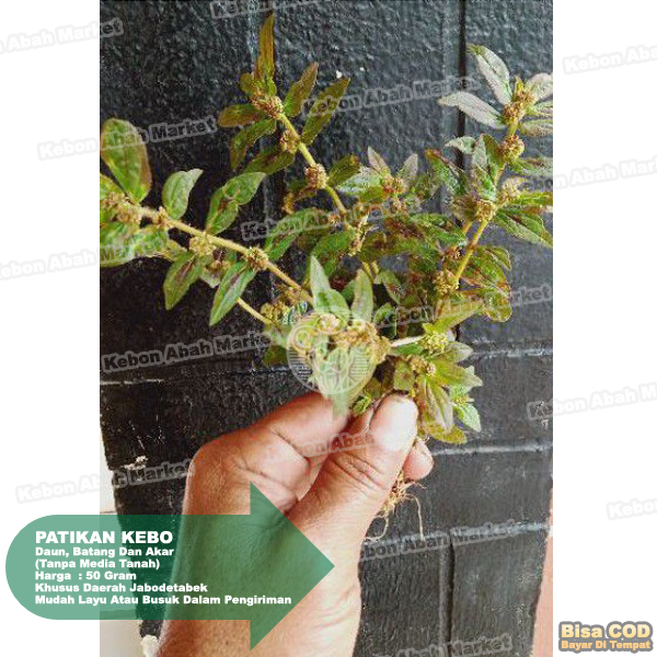 Jual Patikan Kebo Segar 50 Gram Panen Dadakan (Tanpa Media Tanah ...