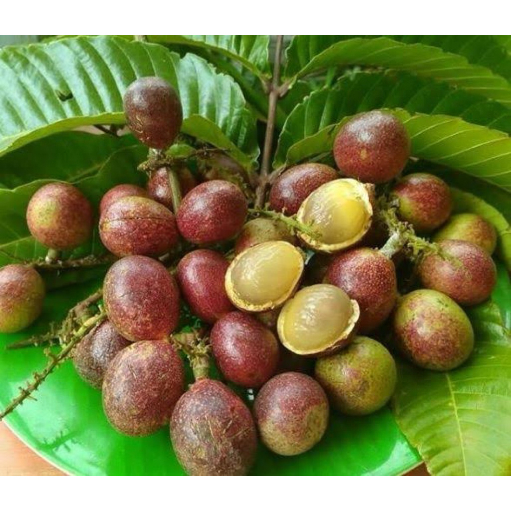 Jual Buah matoa fresh manis daging tebal 1kg | Shopee Indonesia