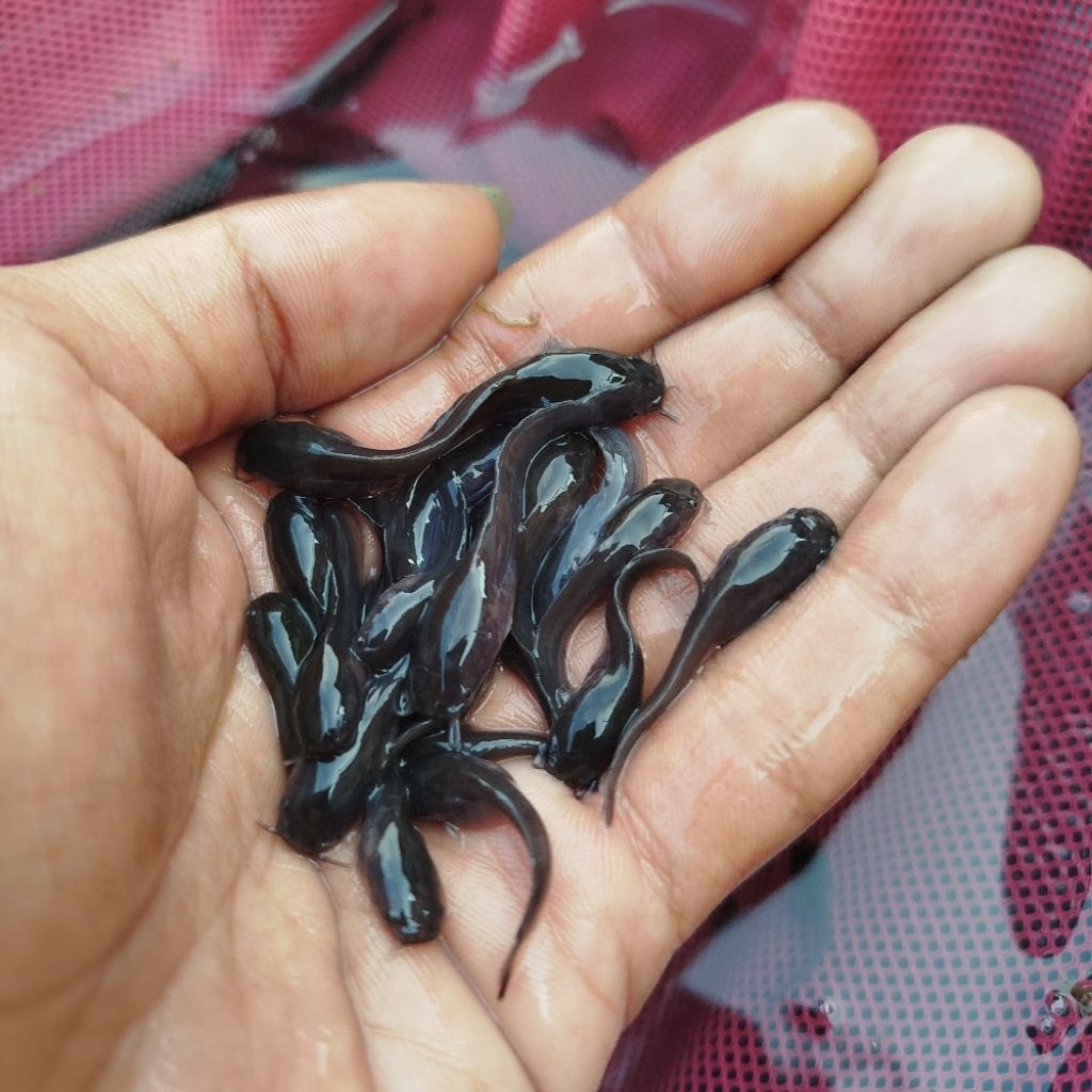 Jual Benih lele ukuran (2-3cm) | Paket 150 ekor ikan hidup sehat siap ...