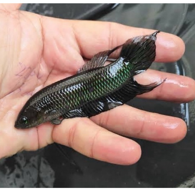 Jual wild betta simorum sepasang cupang alam big size | Shopee Indonesia