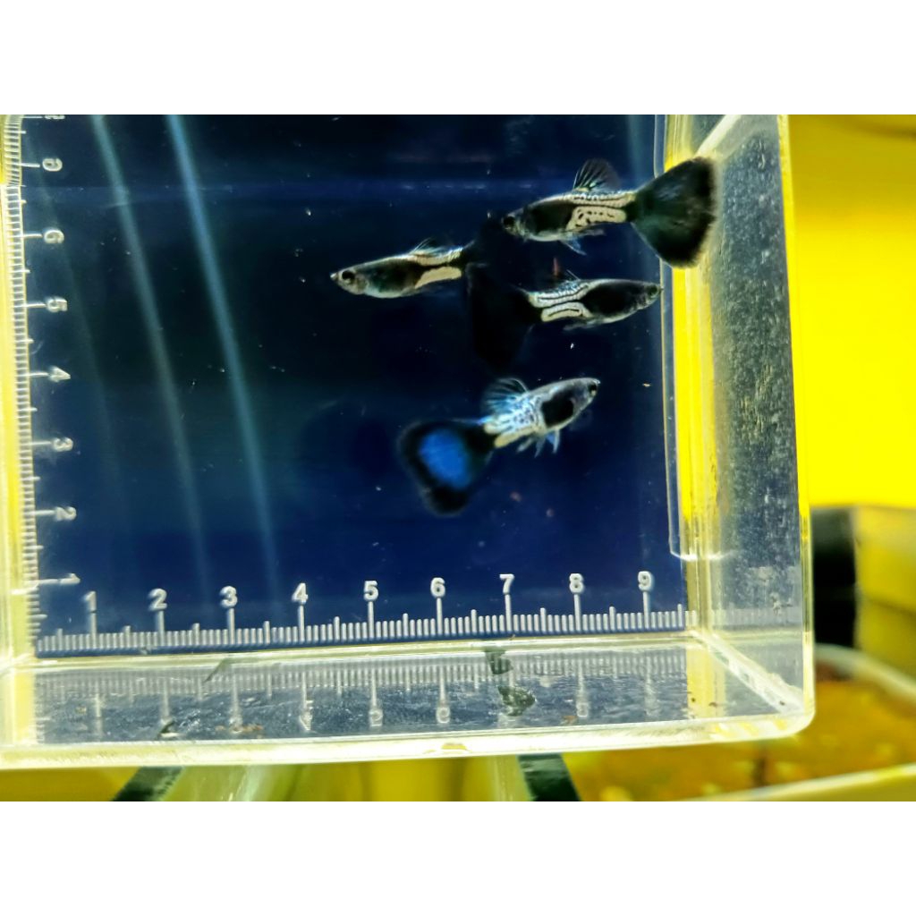 Jual Guppy Metal Snake Skin Blue Tail ikanguppy hiasan akurium aquarium ...