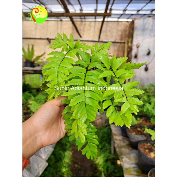 Jual suplir radianum /adiantum/fern/tumbuhan paku/spora/tanaman hias ...