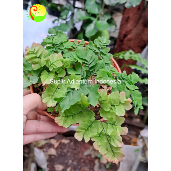 Jual Suplir Yosephine / Adiantum / Fern / Pakis / Tanaman Paku - pakuan ...