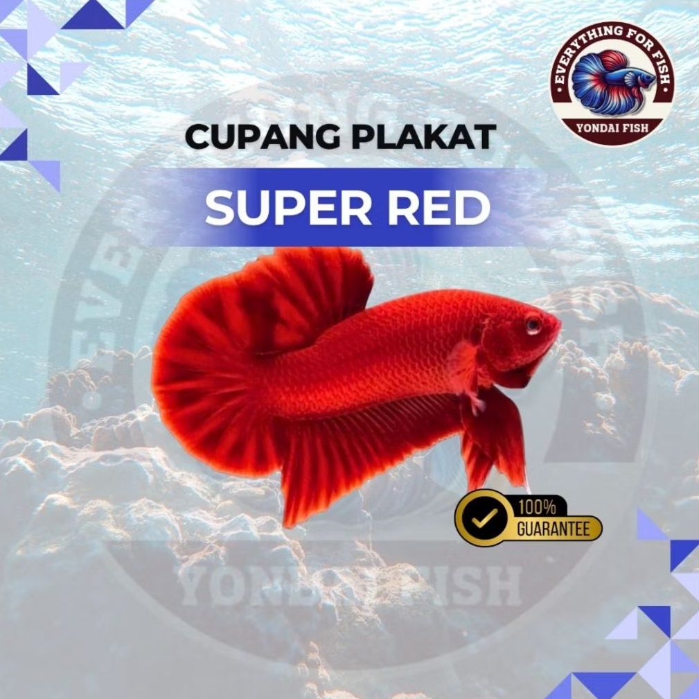 Jual [NEW] Cupang Plakat Super Red | TOP GRADE | TOP RED | NO ROBEK ...