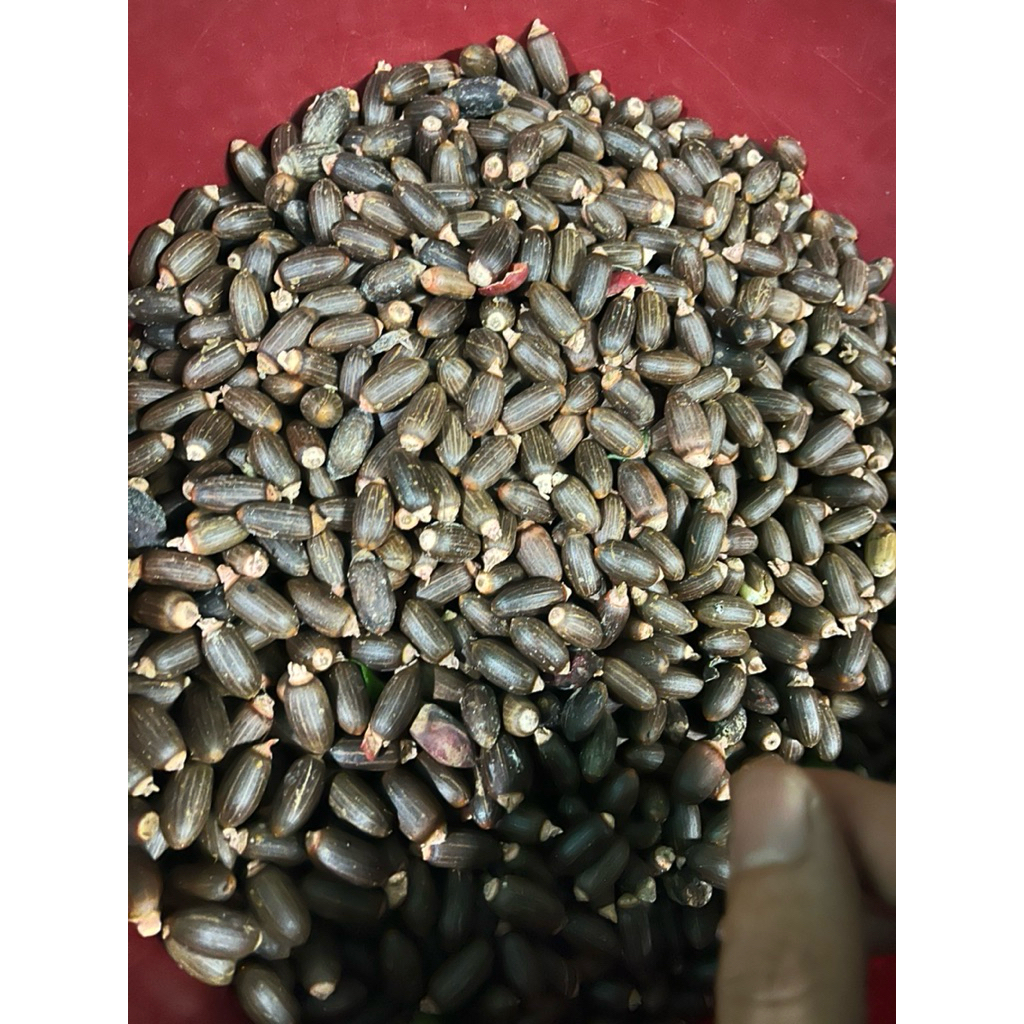Jual BIJI MELINJO SUPER 1kg | Shopee Indonesia