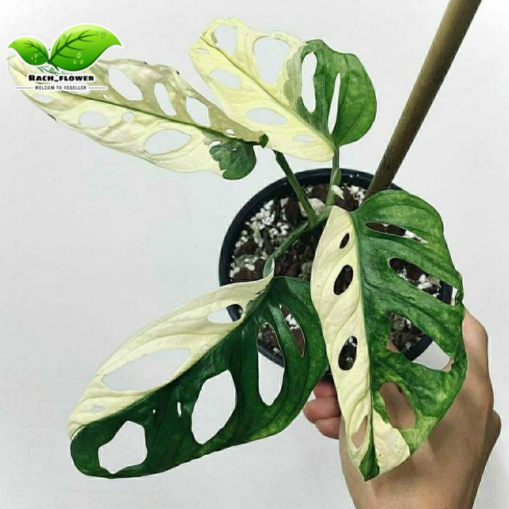 Jual Monstera adansonii variegata jepang - tanaman janda bolong daun ...