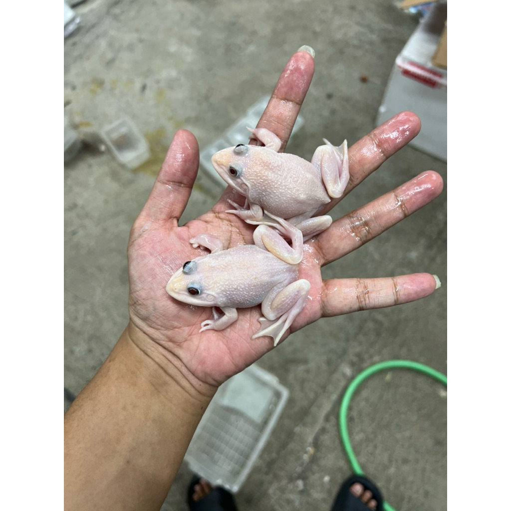 Jual Asia Bull Frog Leucistic Albino Bukan Pacman | Shopee Indonesia
