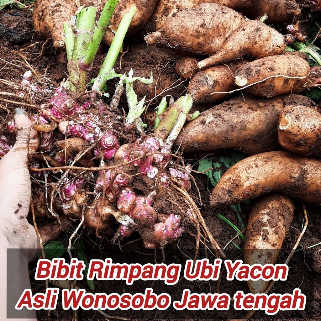 Jual Bibit Umbi Yakon Super Asli Wonosobo, Rimpang Ubi Yacon Setengah ...