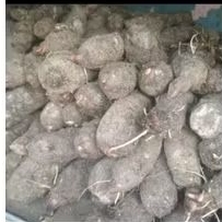 Jual Kimpul/Talas Jepang | Shopee Indonesia