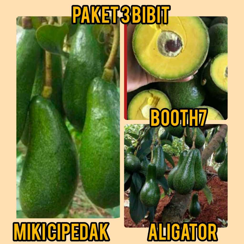 Jual Paket 3 Bibit Alpukat Miki Cipedak, Booth 7, Aligator | Shopee ...
