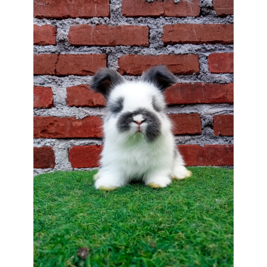 Jual JUAL KELINCI ENGLISH ANGGORA, ( FULL FACE & MONKEY FACE ) | Shopee ...
