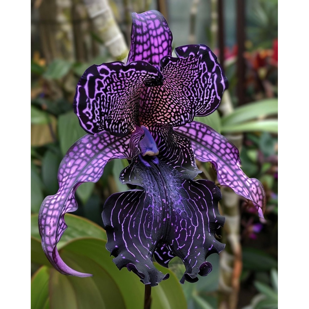 Jual ANGGREK DENDROBIUM SUDAH DEWASA BERBUNGA /BUNGA BLACK PURPLE ...