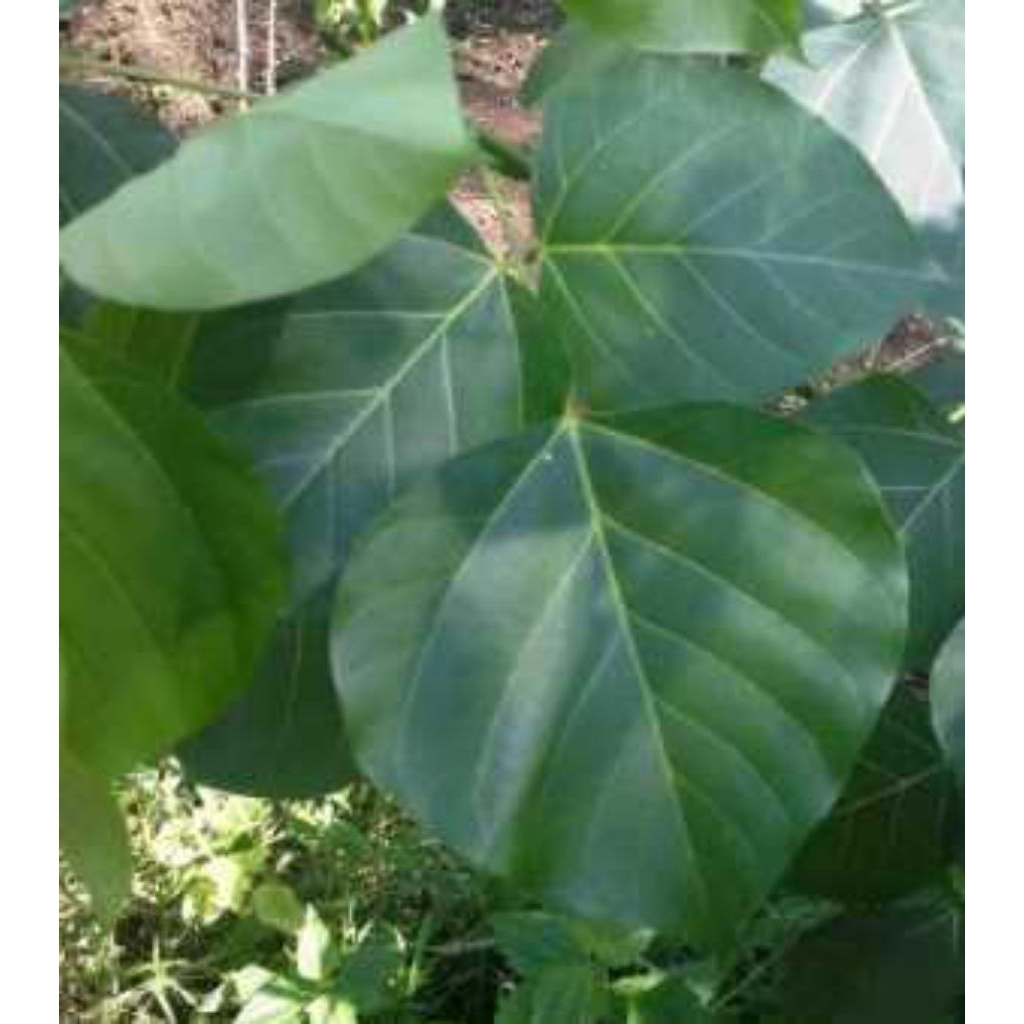 Jual Daun pohon cangkring/Dadap duri/cengkring/obat tradisional per80 ...