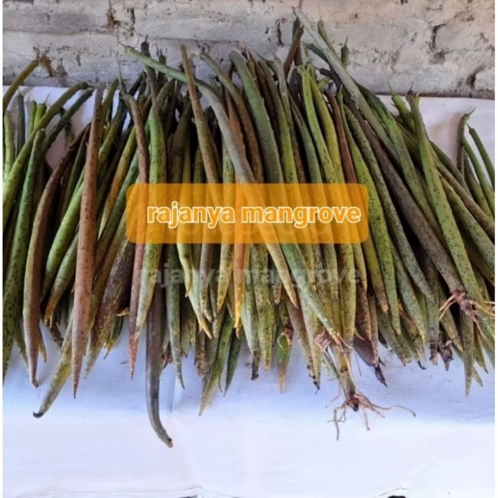 Jual bibit mangrove/bakau. | Shopee Indonesia