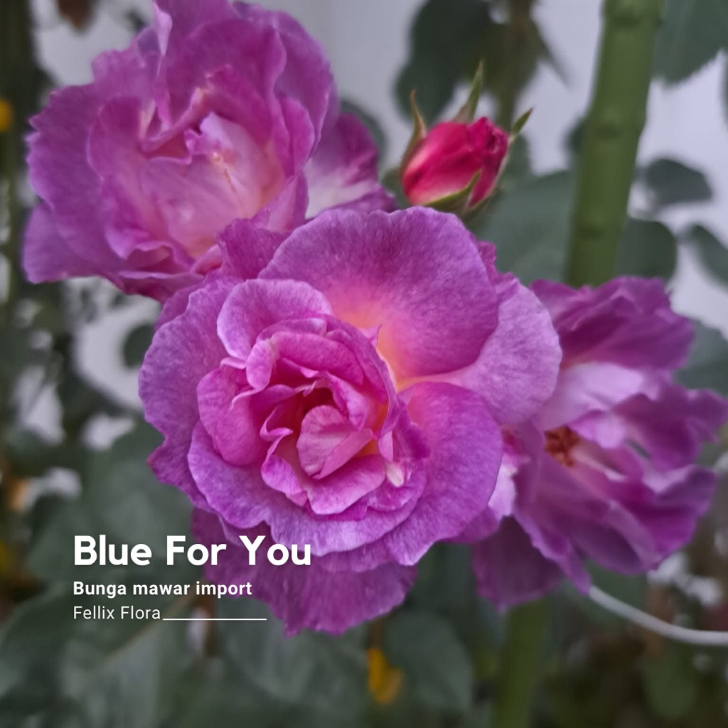 Jual Tanaman Hias Bunga Mawar Import BLUE FOR YOU | Shopee Indonesia