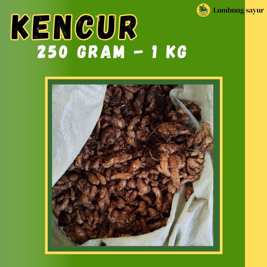 Jual Kencur Cikur Segar Premium 250g - 1kg | Fresh Langsung dari Petani ...